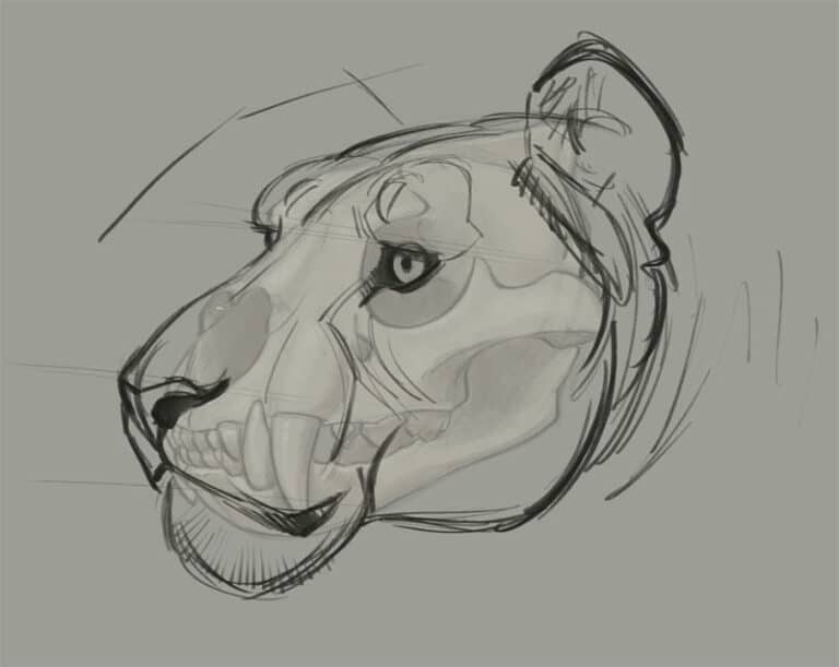 How to Draw Big Cats - Animal Drawing Course by Aaron Blaise