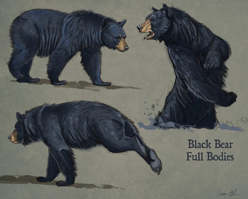 How to Draw Bears - Tutorial and Video Lessons with Aaron Blaise