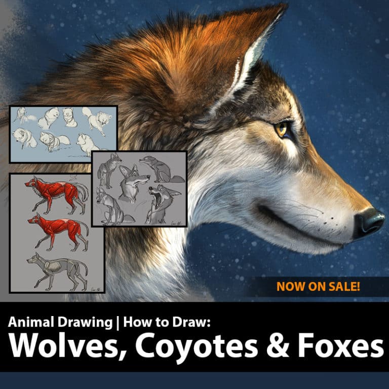 How to Draw Wolves, Coyotes and Foxes | On Sale!