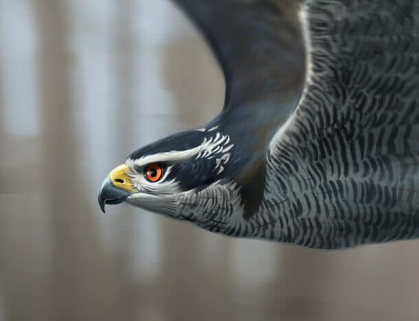 "Northern Goshawk" Print - The Art of Aaron Blaise
