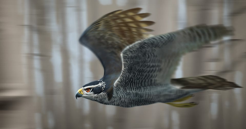 "Northern Goshawk" Signed & Numbered Print (limit 50) - The Art of ...