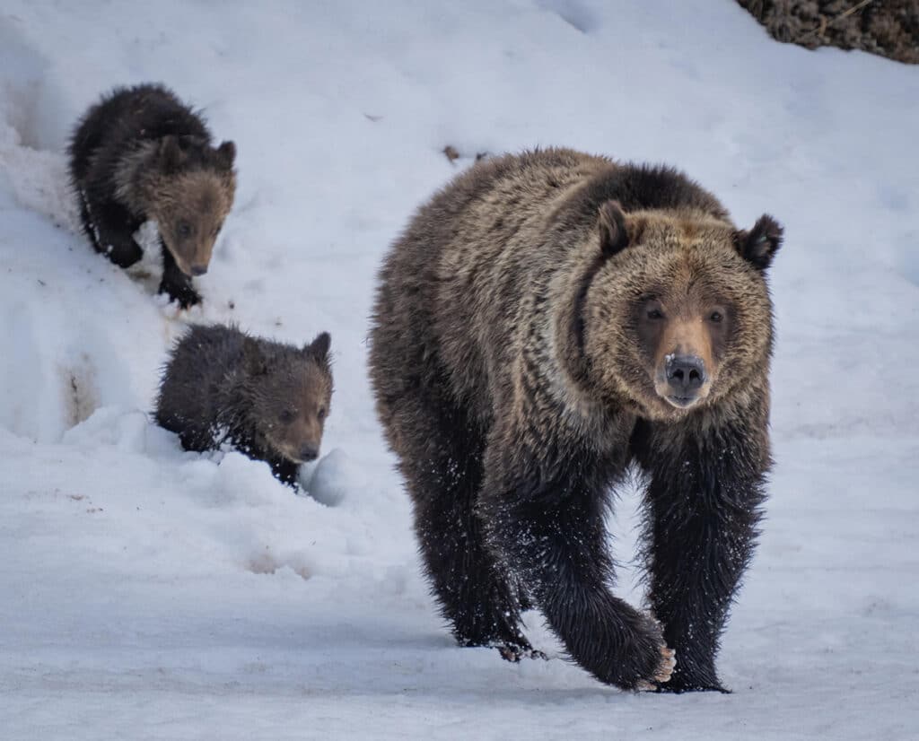 Animals of Yellowstone Photo Reference Pack by Dustin Blaise ON SALE!