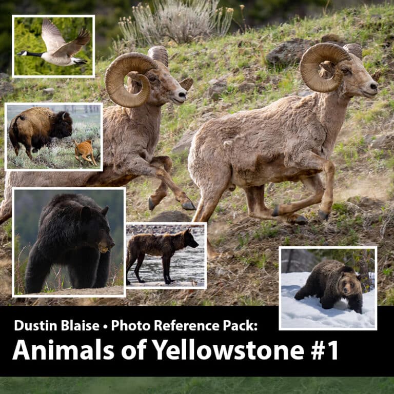 Animals of Yellowstone Photo Reference Pack by Dustin Blaise ON SALE!