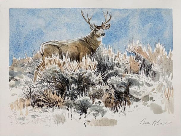Mule Deer 16" x 12" (2015) - The Art of Aaron Blaise