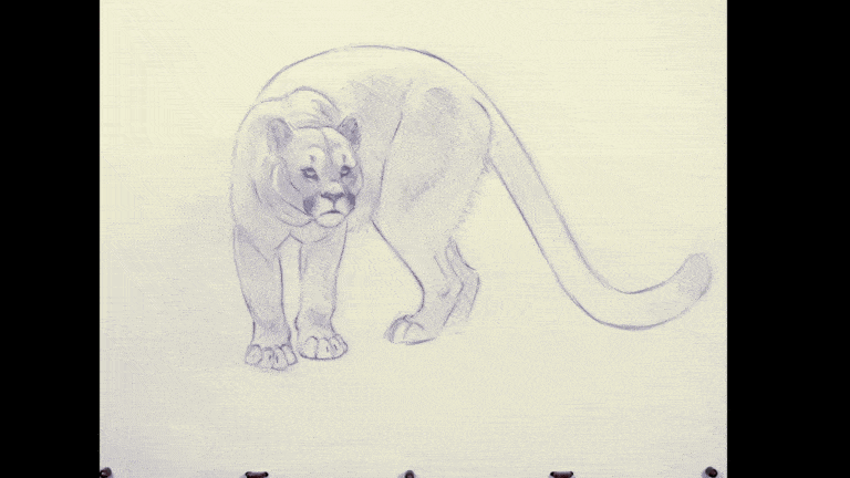 Animation Zen - Puma (Set of 13 Drawings) - The Art of Aaron Blaise