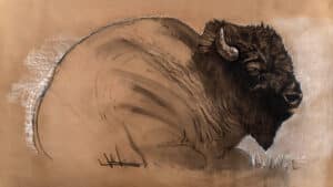 Original "Bison" Large Format Charcoal Drawing - The Art of Aaron Blaise