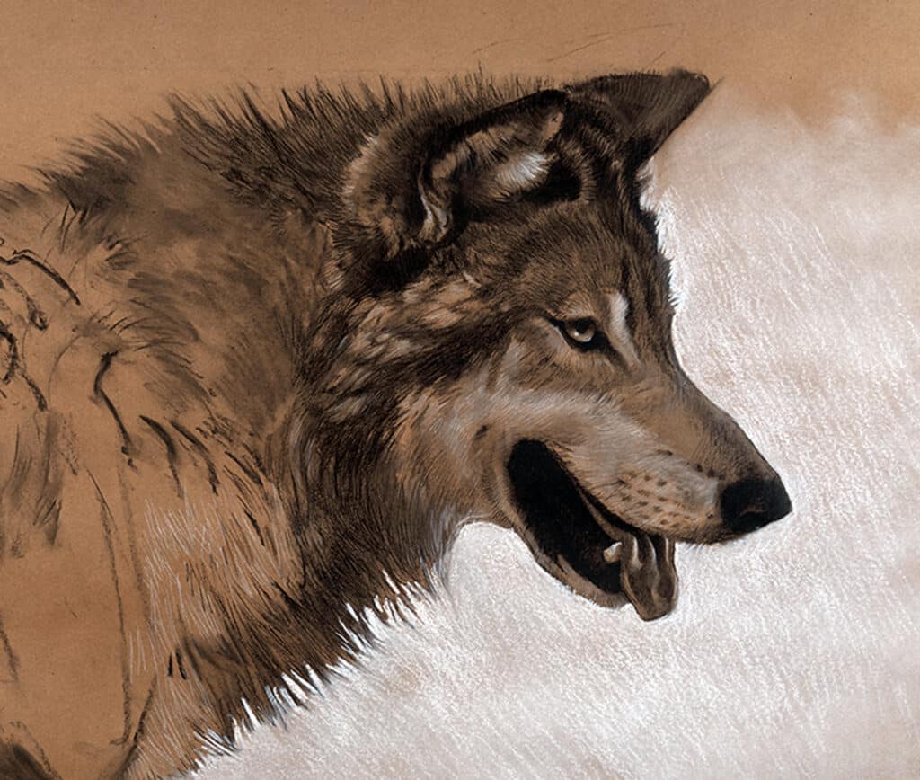 Original "Wolf" Large Format Charcoal Drawing - The Art of Aaron Blaise