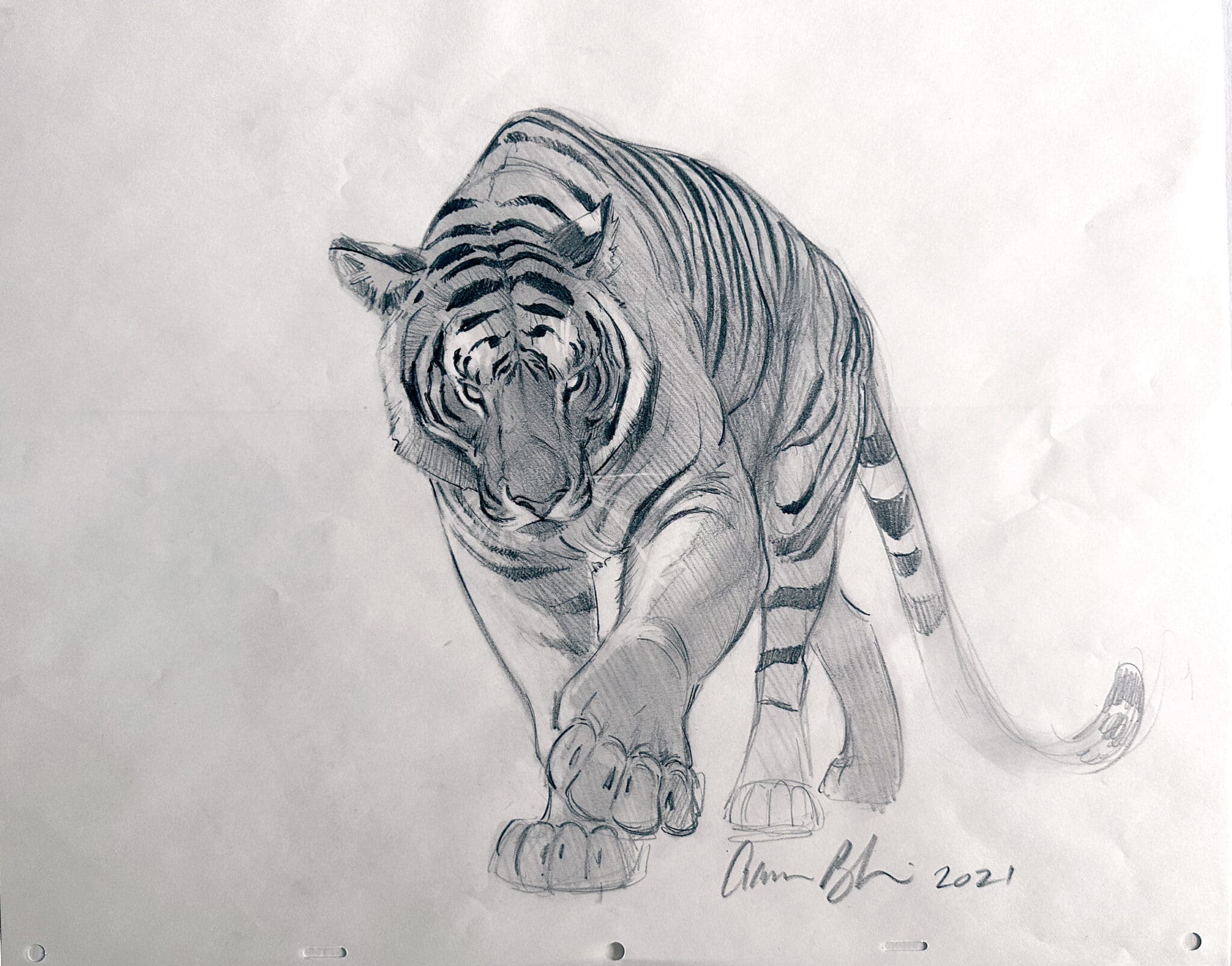 Walking Tiger (2021) - Original Drawing - The Art of Aaron Blaise
