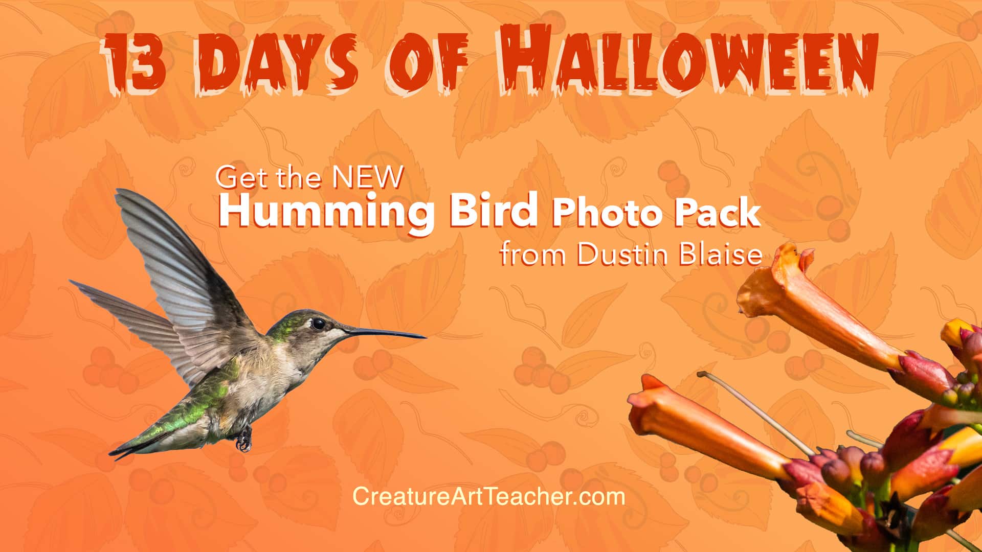 Hummingbird Photo Reference Pack by Dustin Blaise ON SALE!