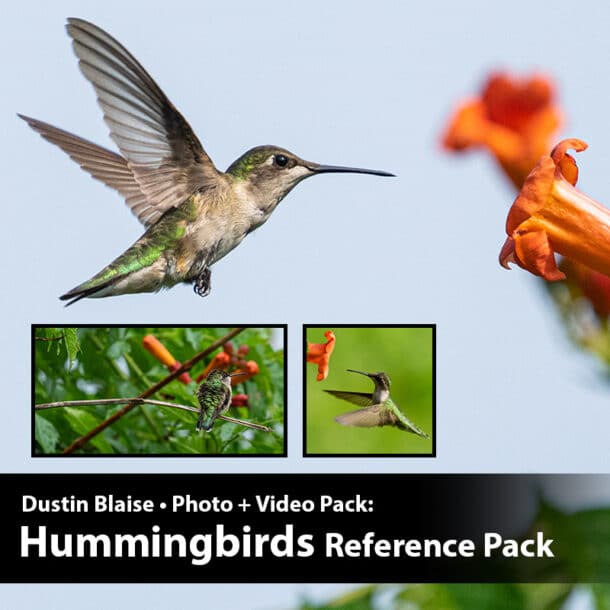 Hummingbird Photo Reference Pack by Dustin Blaise ON SALE!
