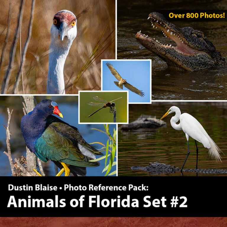 Artist Photo Reference: Massive Pack Over 4 Gigs of Images
