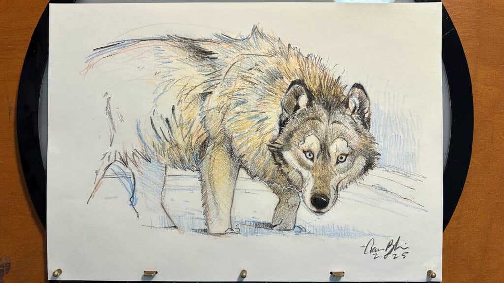 Wolf In Snow 2025 Original Drawing By Aaron Blaise The Art Of Aaron