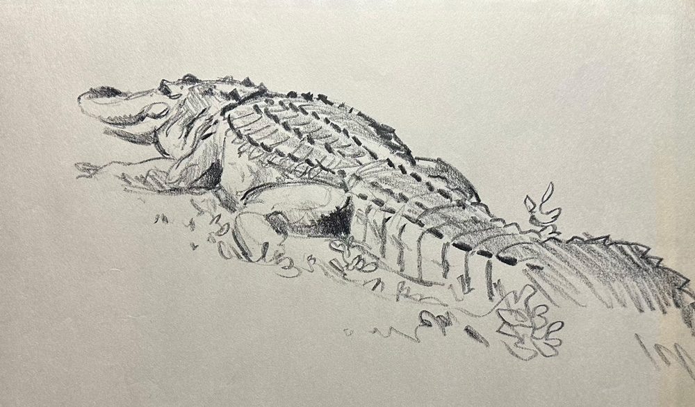 "Gator from Life" Original Drawing by Aaron Blaise - The Art of Aaron ...