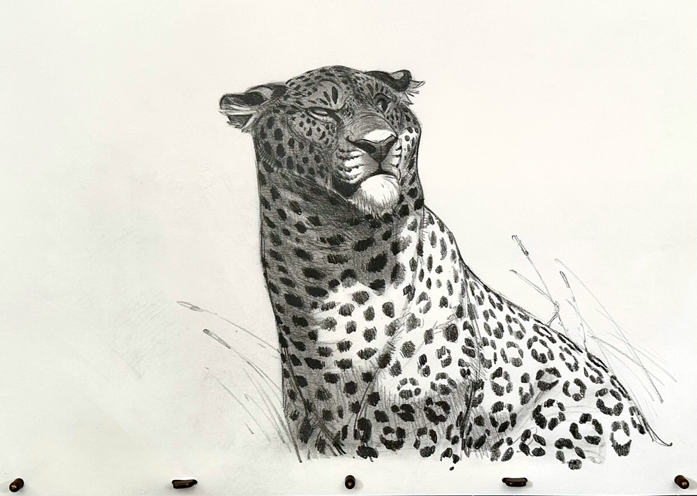 "Wise Leopard" 2026 (Original Drawing) - The Art of Aaron Blaise